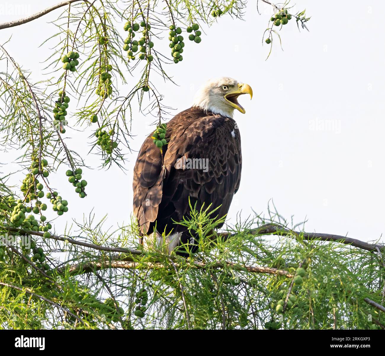 A majestic bald eagle is perched atop a tree branch covered in red ...
