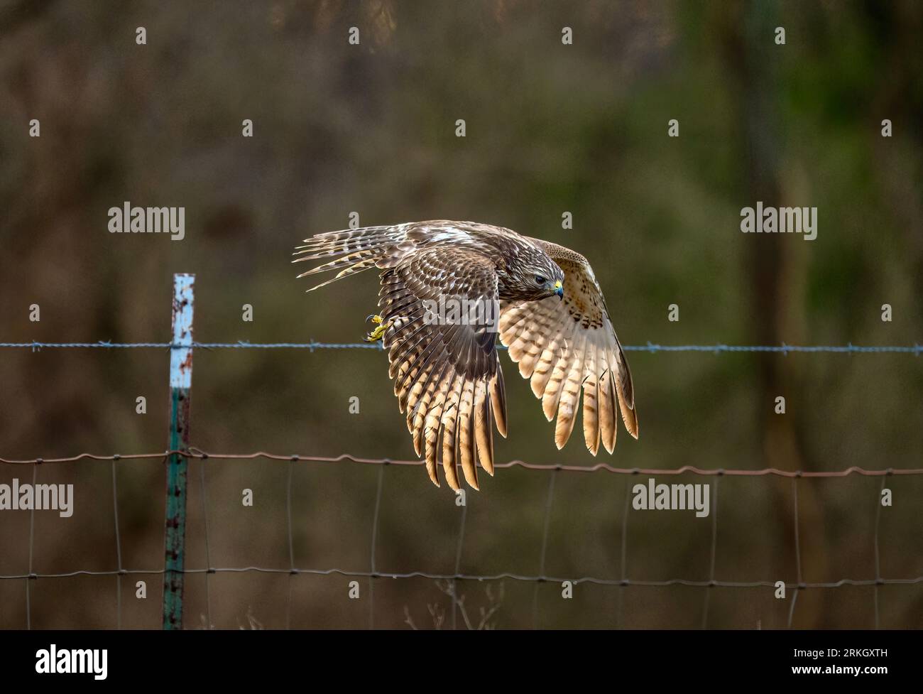 A majestic Red-tailed hawk perched atop a barbed wire fence, looking ...
