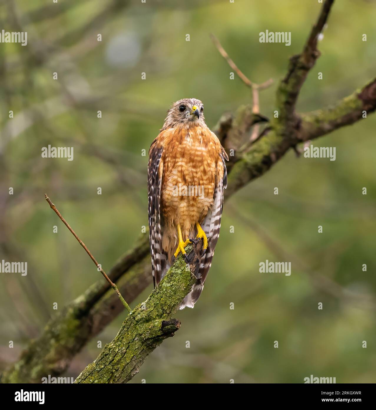 Stunning gaze hi-res stock photography and images - Alamy