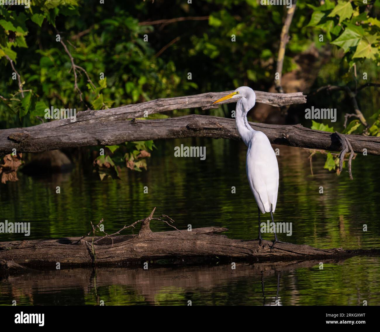 Agreat egretatop a felled tree trunk, its long metal arm extending over ...