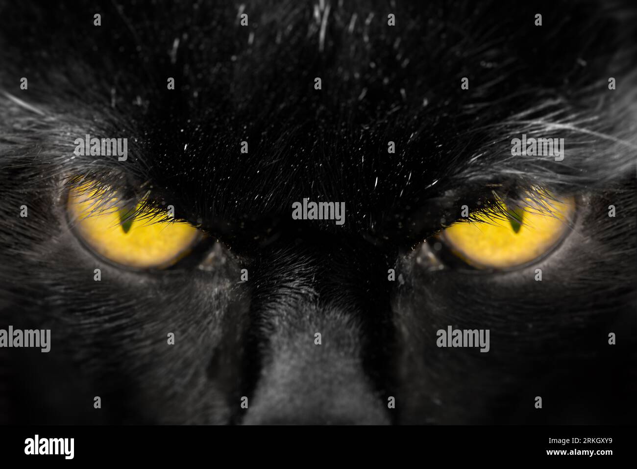 Beautiful amber cats eyes close up staring straight ahead. Black ...