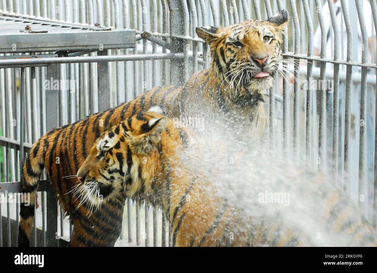 Wet tigers hi-res stock photography and images - Alamy