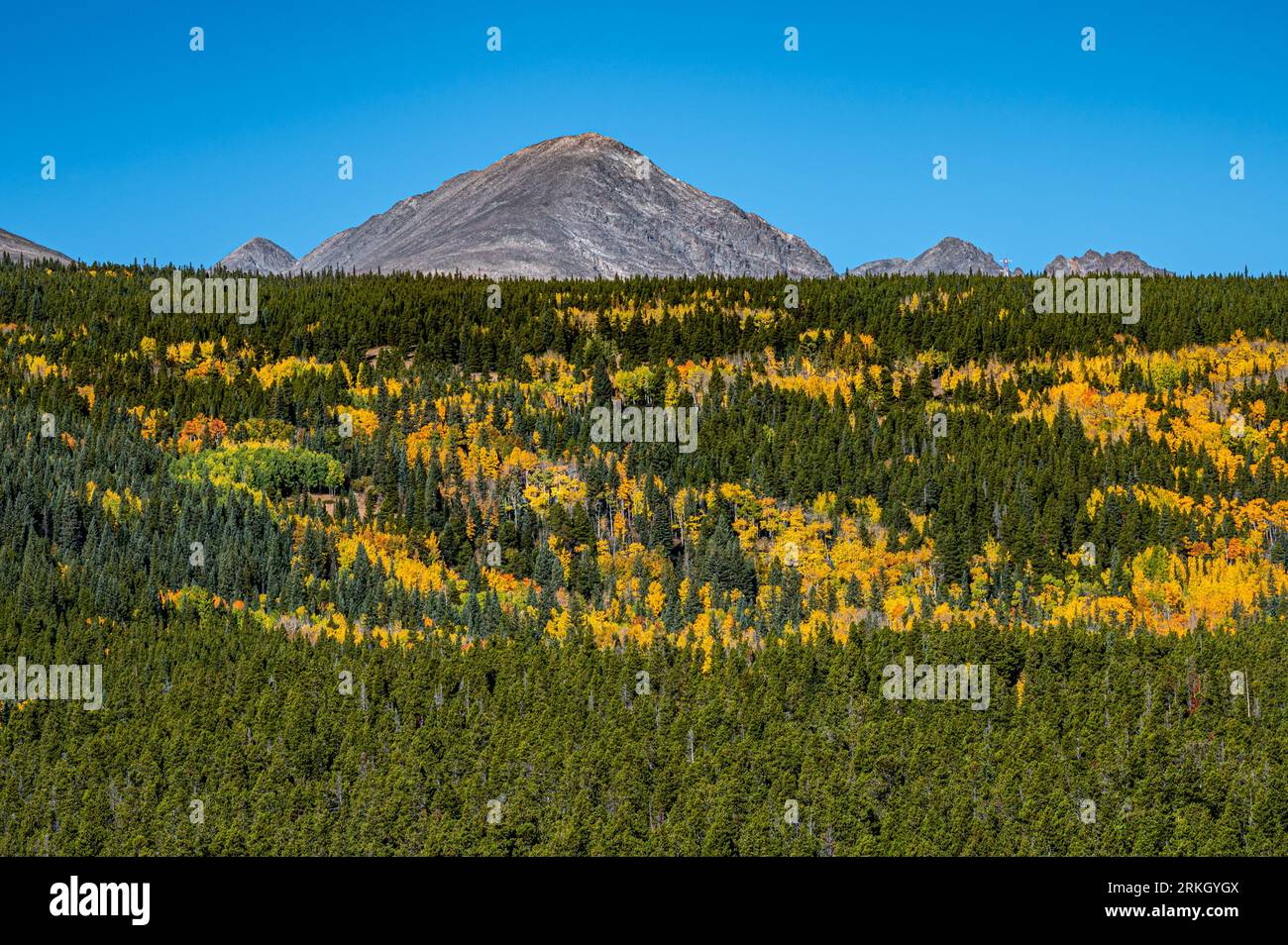 A stunning landscape featuring bright yellow trees and tall pine trees ...
