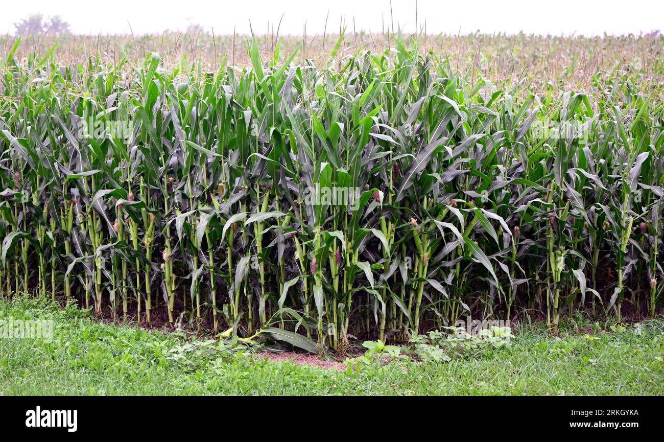 A close-up of a field of corn showing the fast growth of the crop Stock ...