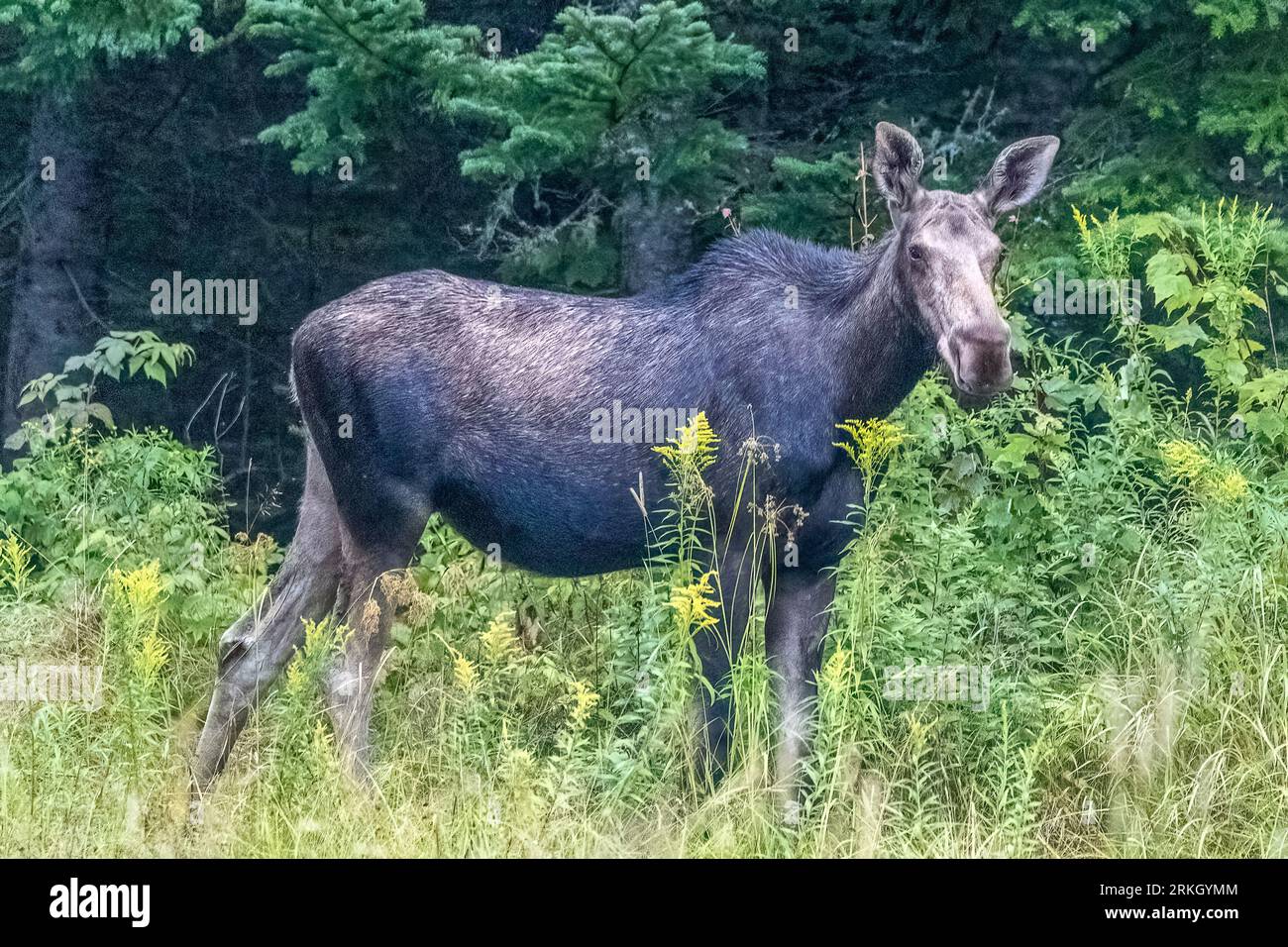 A Moose standing in a field of tall grass and greenery, with trees and ...