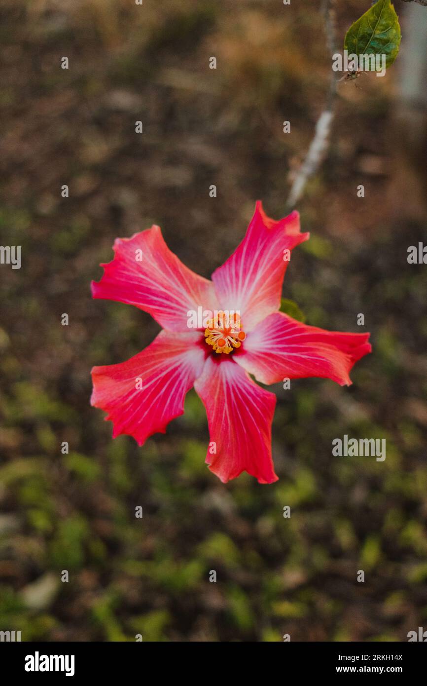 red hibiscus flower in nature from above Stock Photo - Alamy