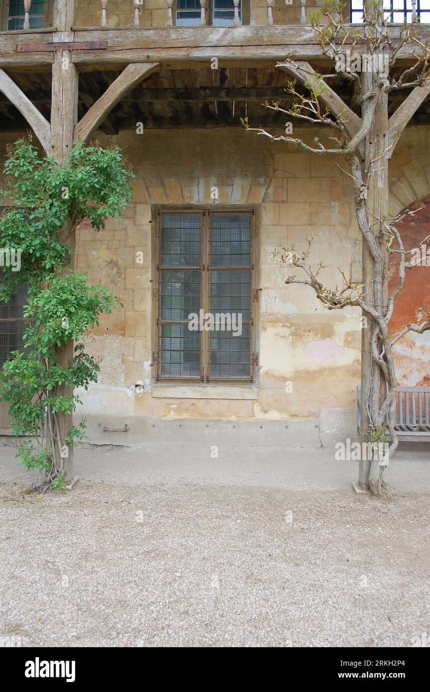 An old brick building covered in a climbing tree Stock Photo - Alamy