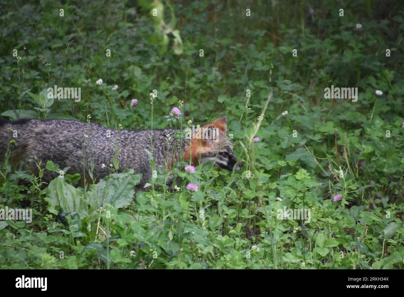 Wild creeping and prowling grey fox making his way through tall weeds ...