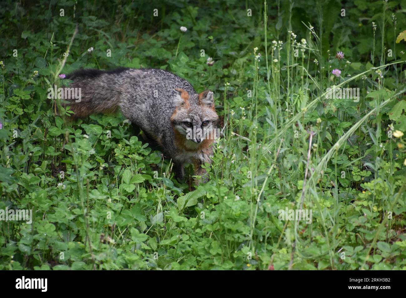 Fantastic look into the face of a moving grey fox in tall grasses Stock ...