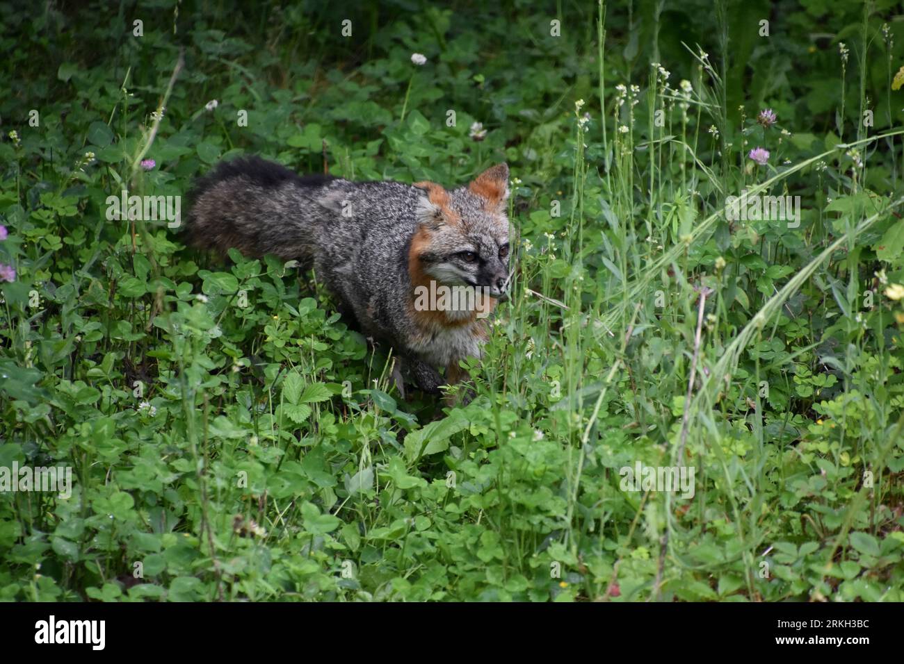 Adorable wild grey fox in tall grass and weeds Stock Photo - Alamy