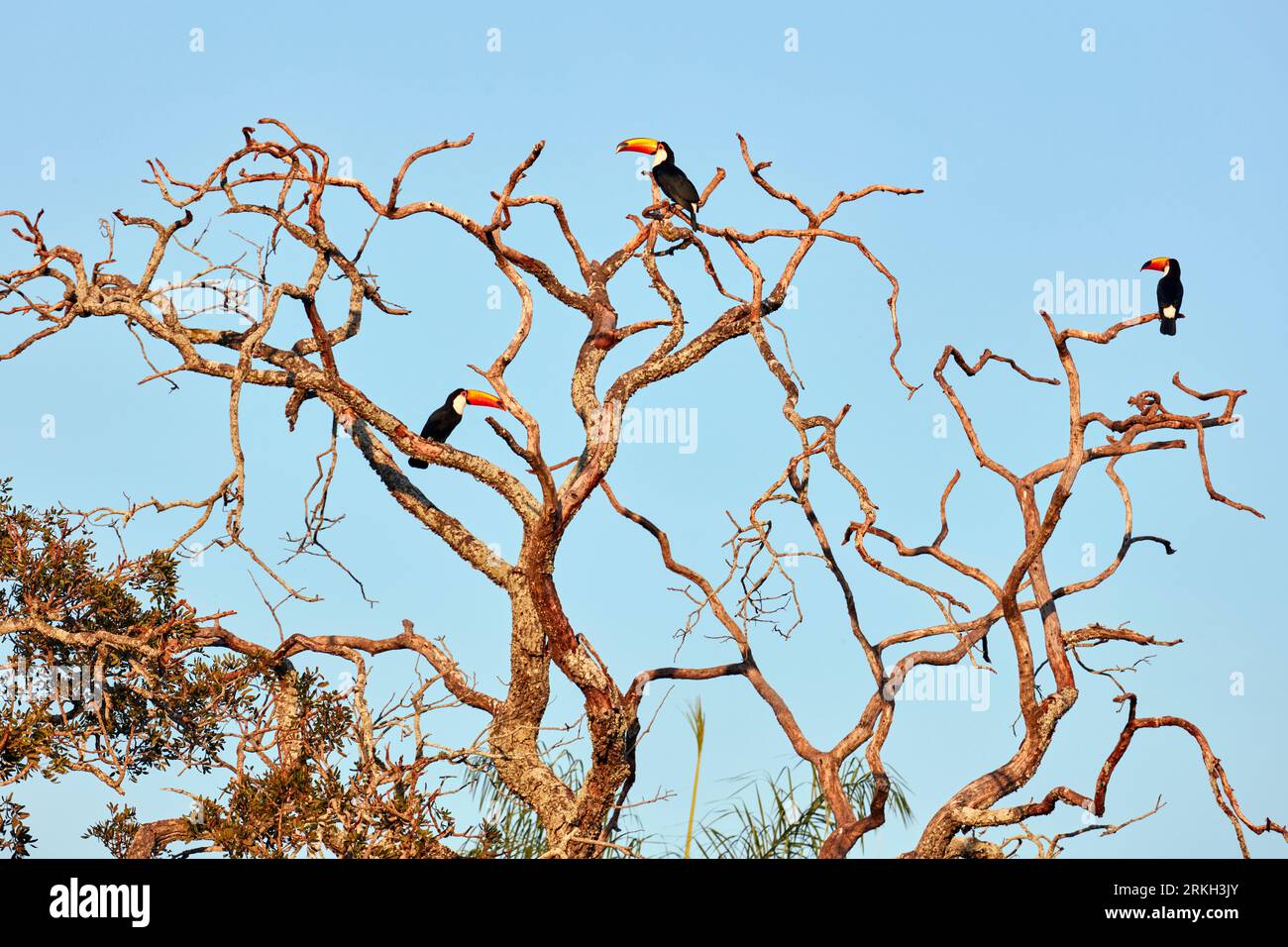 Tucan hi-res stock photography and images - Alamy