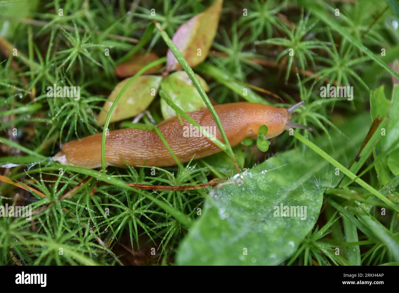 Snail leech hi-res stock photography and images - Alamy