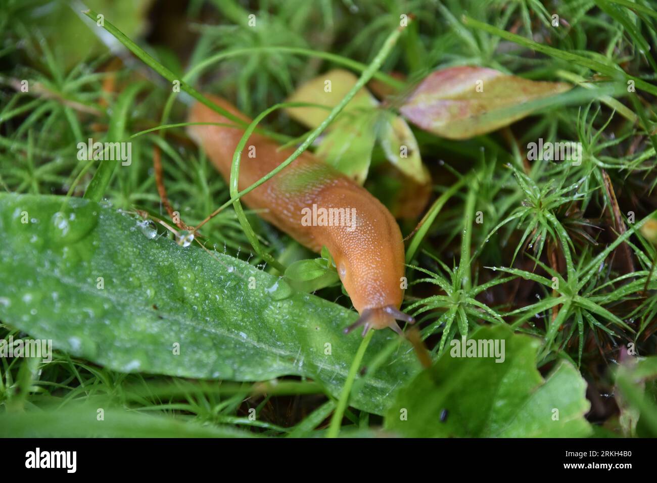 Up close look at a slug or a snail on teh ground creeping Stock Photo ...