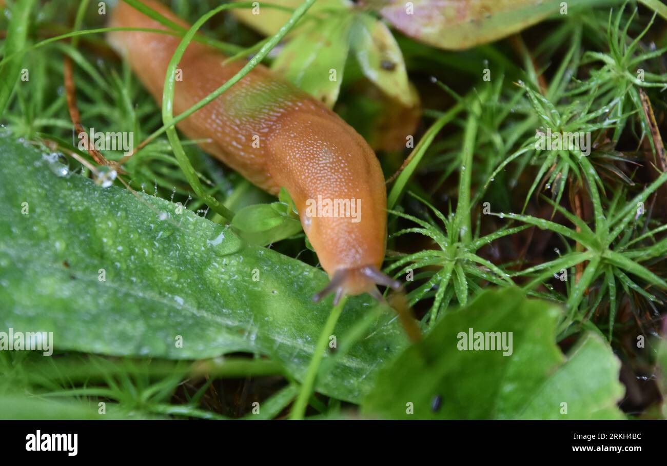 Creeping and crawling land snail on the damp ground Stock Photo - Alamy
