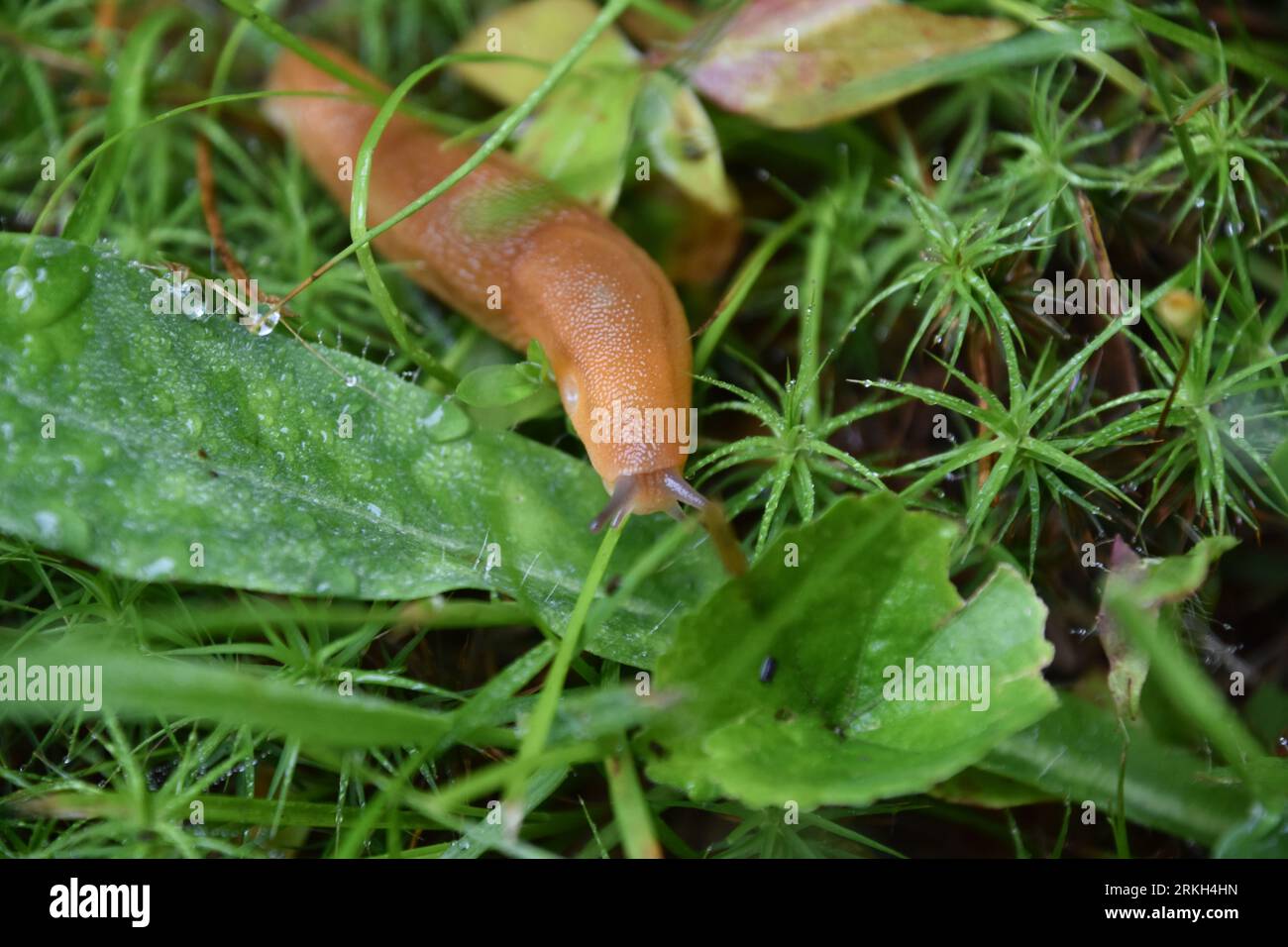 Slippery land snail creeping along on the ground in the summer Stock ...