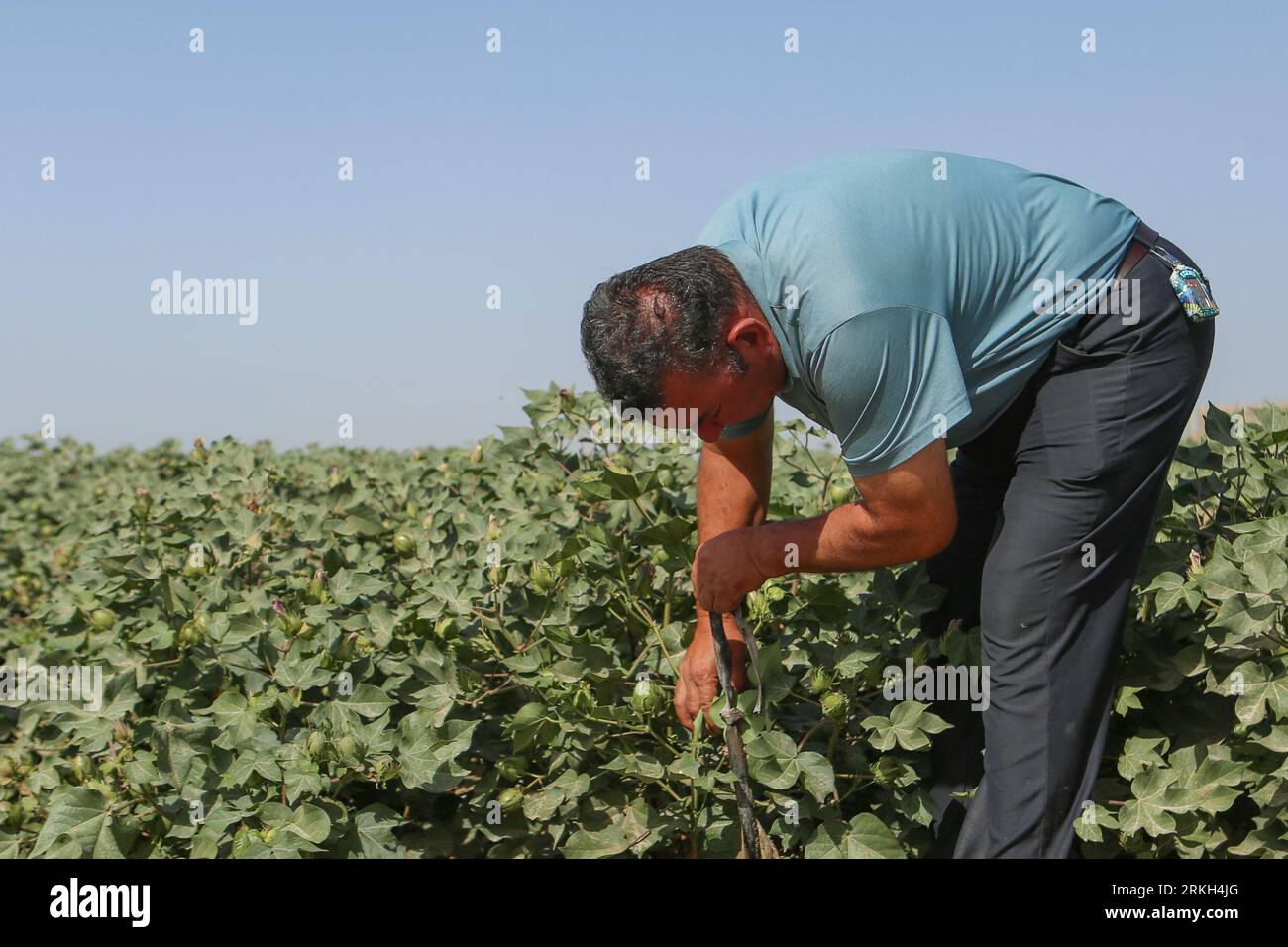 (230825) -- YULI, Aug. 25, 2023 (Xinhua) -- Arkin Reyim checks the drip ...