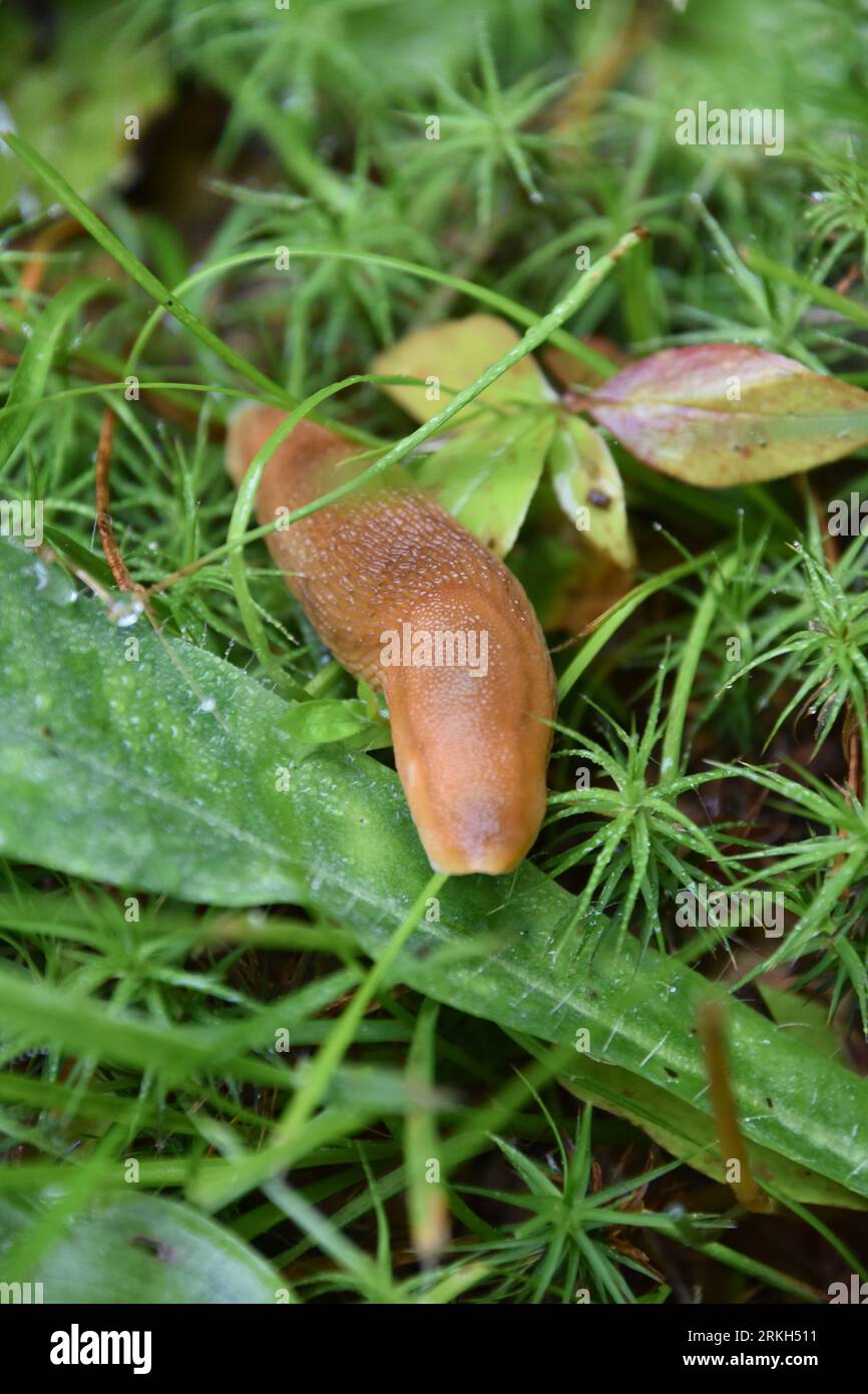 Slippery and slimey slug on blades of grass up close Stock Photo - Alamy