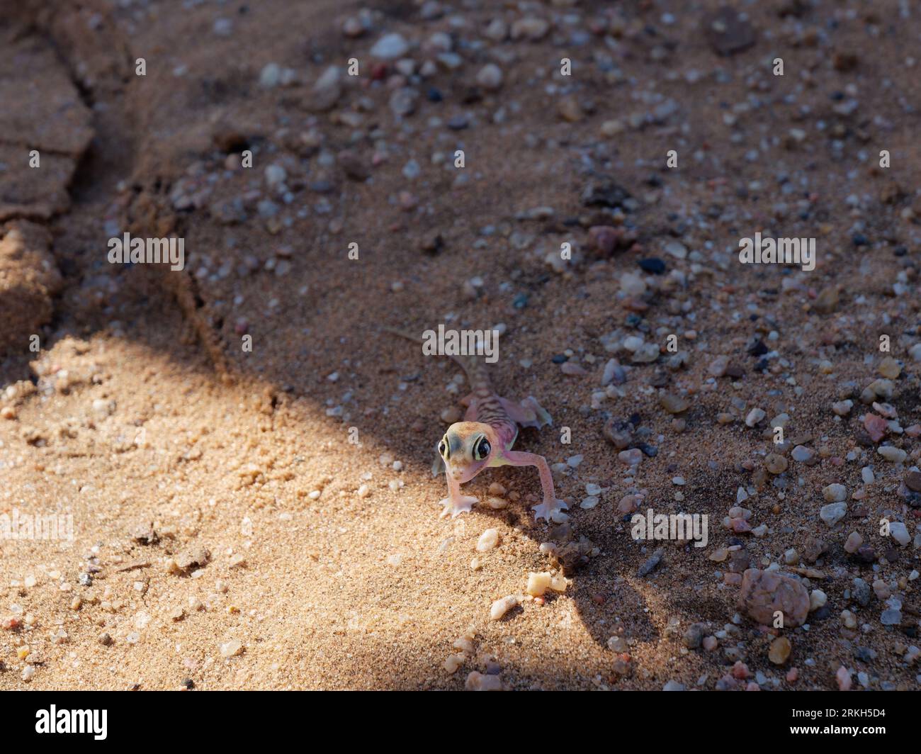 A small Sand Gecko lizard is seen traversing a sandy surface, its feet ...