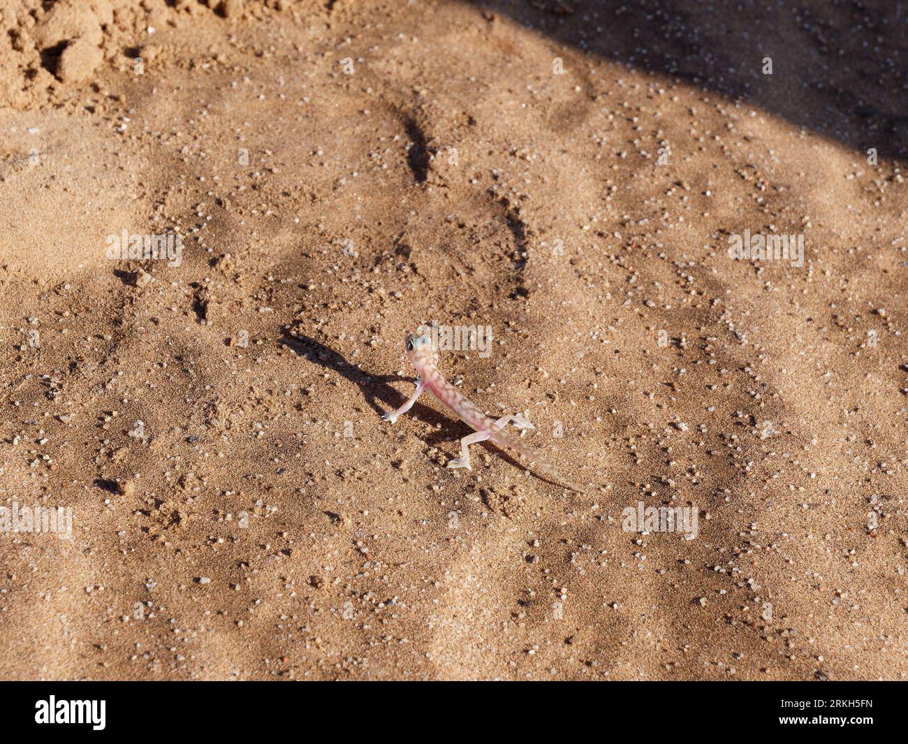 Sandy gecko hi-res stock photography and images - Alamy