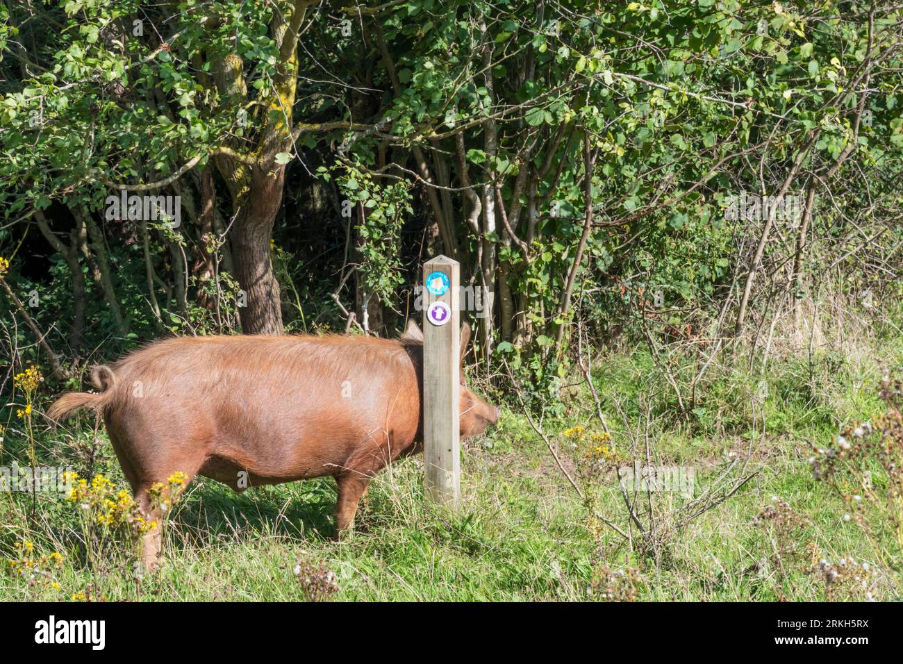 Free range Tamworth pig of Wild Ken Hill having a scratch against a ...