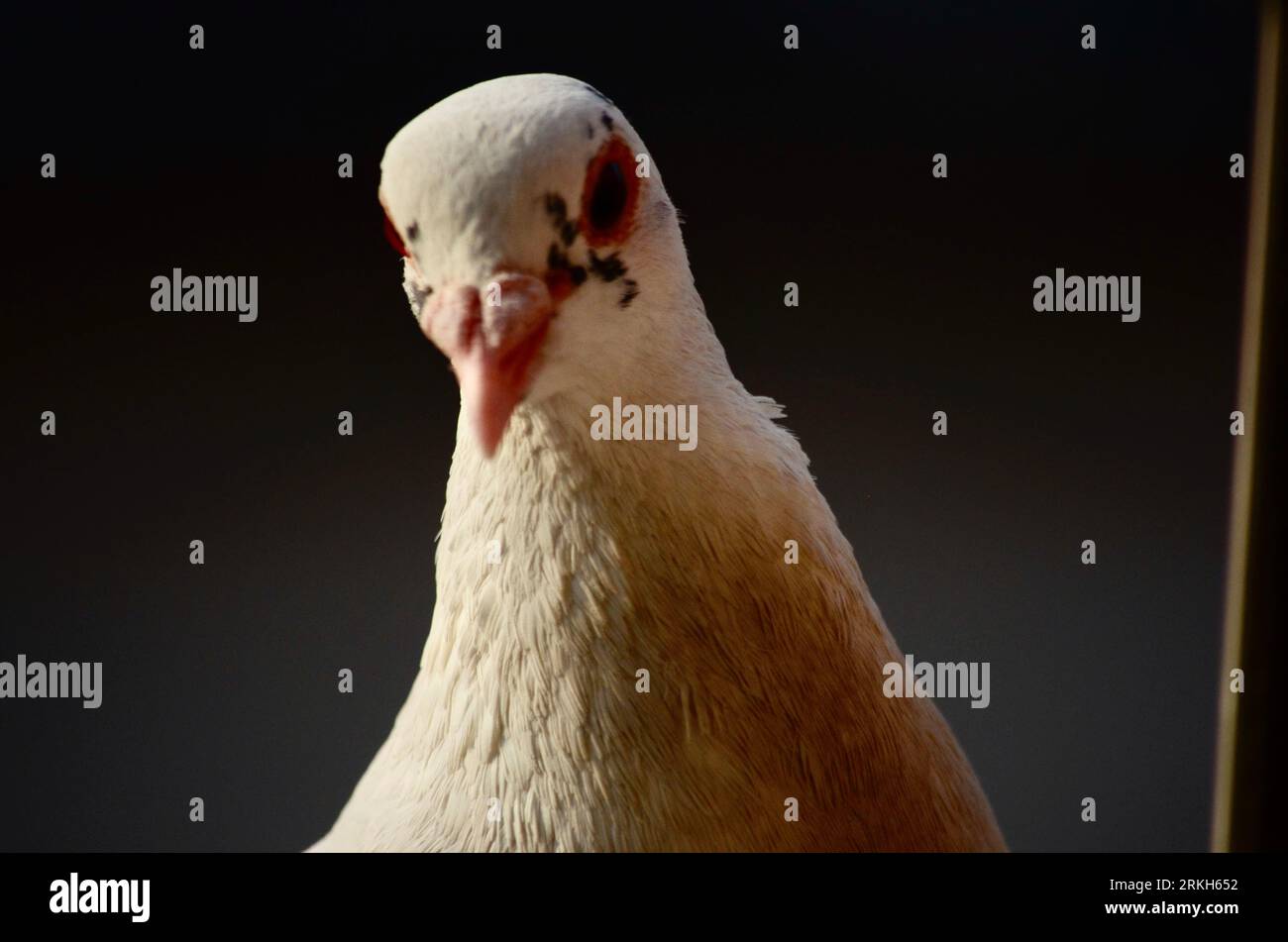 Red eyes pigeon hi-res stock photography and images - Alamy