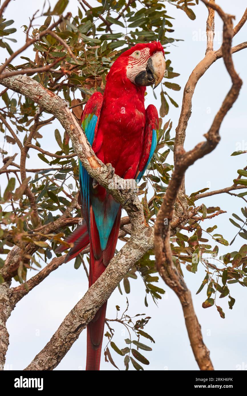 Red-and-green-Macaws in Buraco das Araras, Brazil Stock Photo - Alamy