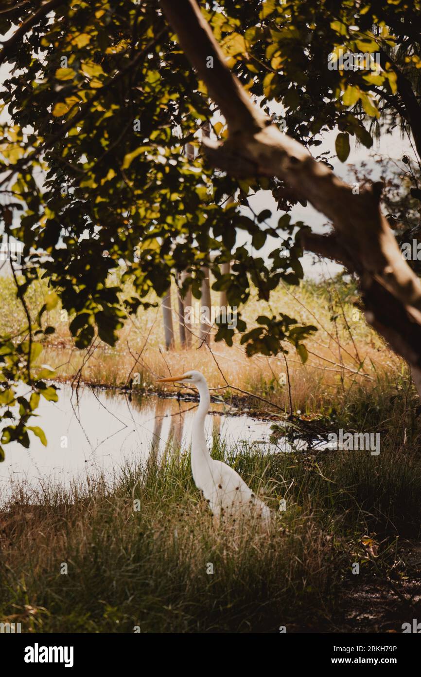 Wings feathers river lake legs neck hi-res stock photography and images ...