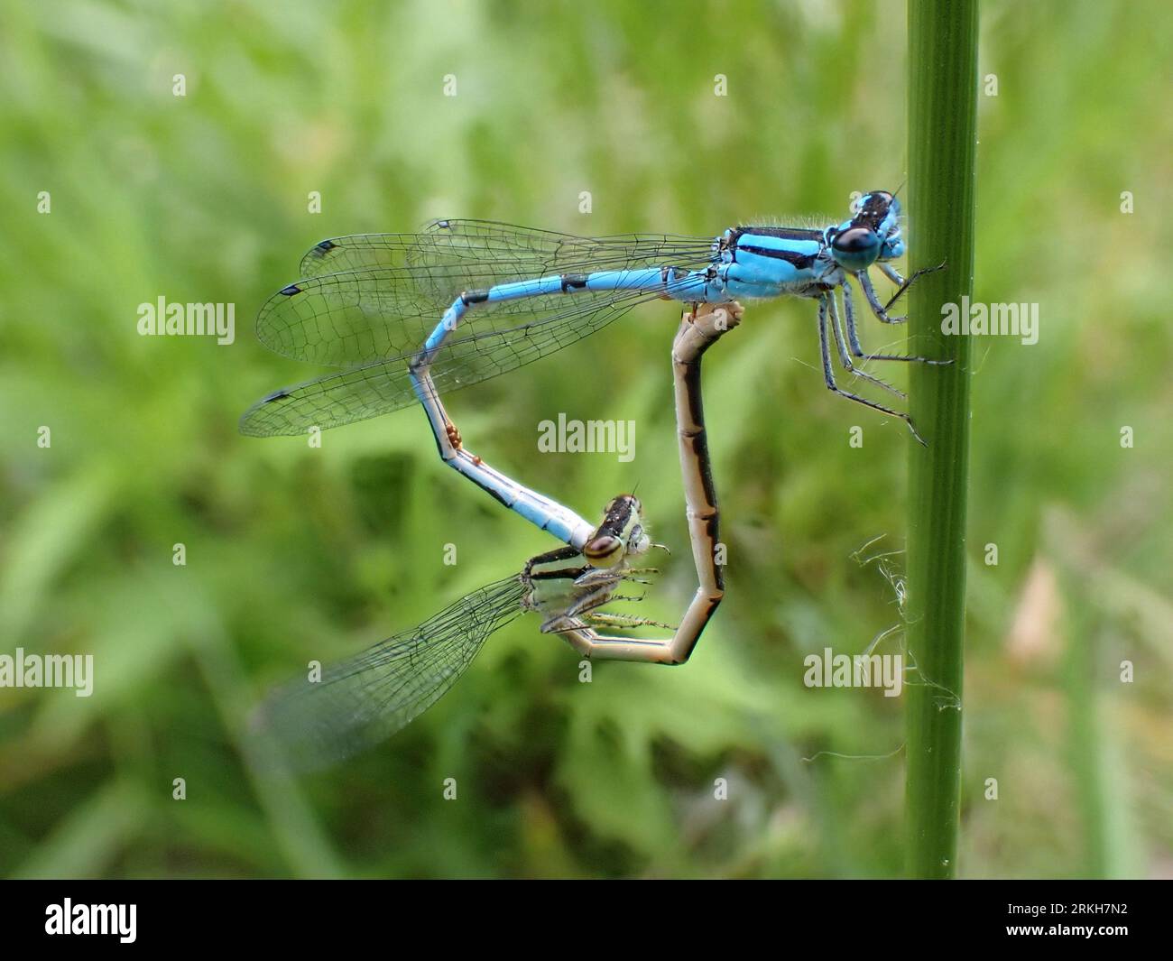 A vibrant image of two different-winged dragonflies (Anisoptera ...