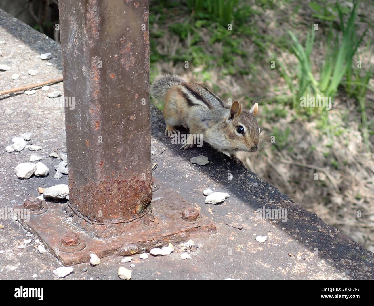A cheerful gray-collared chipmunk (Neotamias cinereicollis) peering up ...