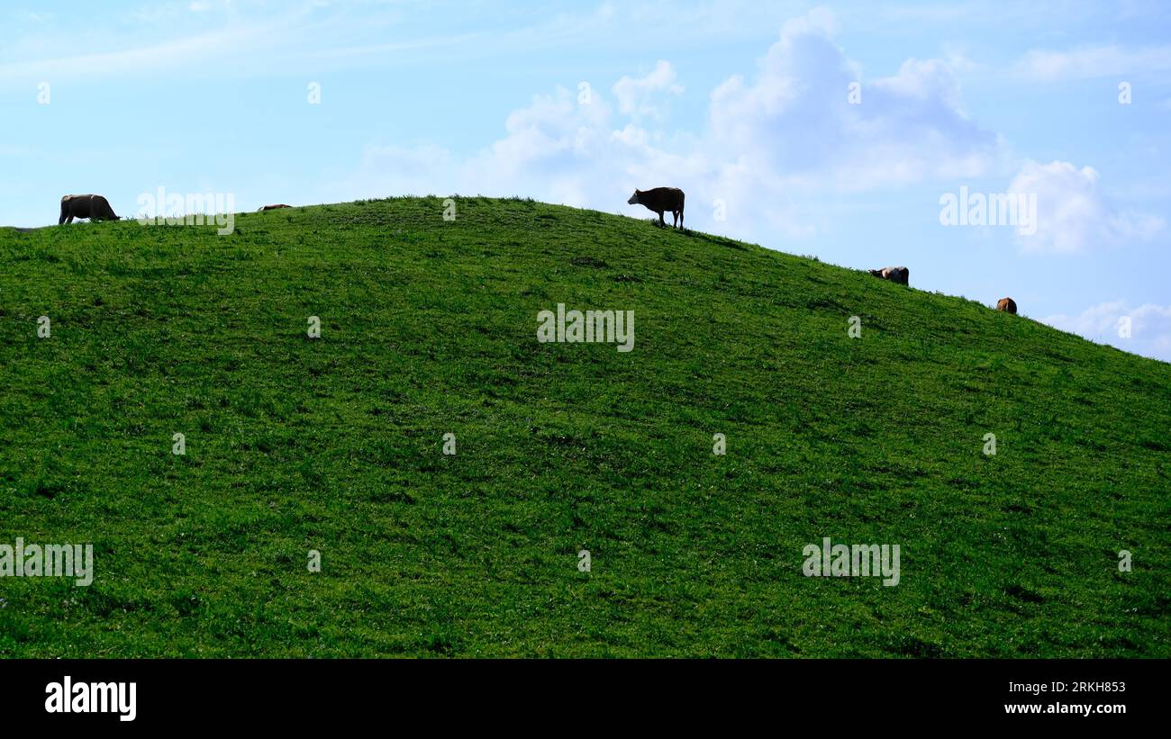 A scenic landscape featuring a group of animals standing atop a hill ...