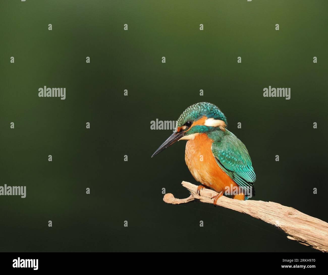 Dig fish ponds hi-res stock photography and images - Alamy