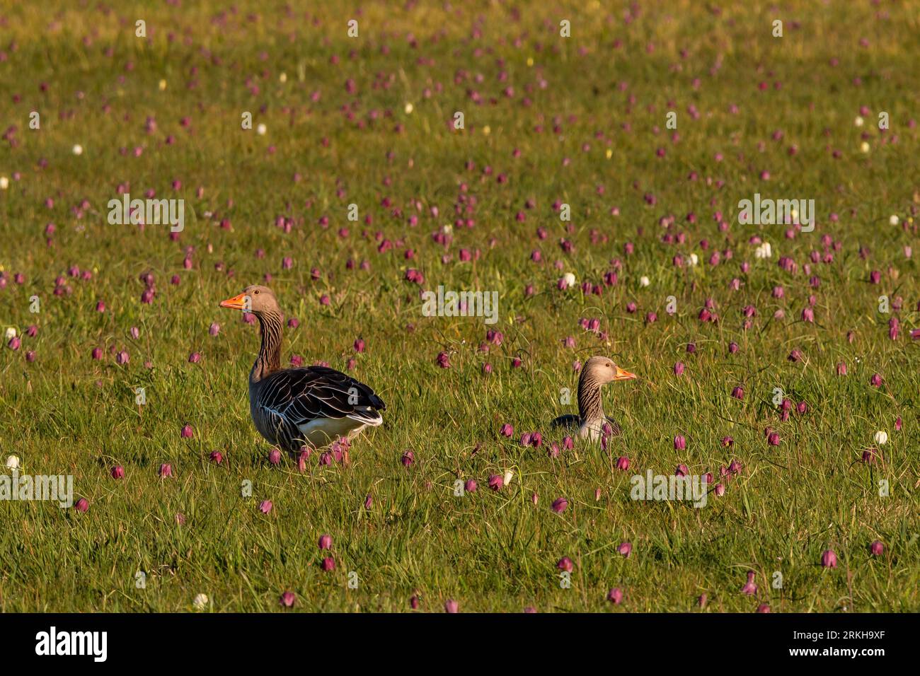 Two gray geese stand in a meadow surrounded by checkered flowers ...