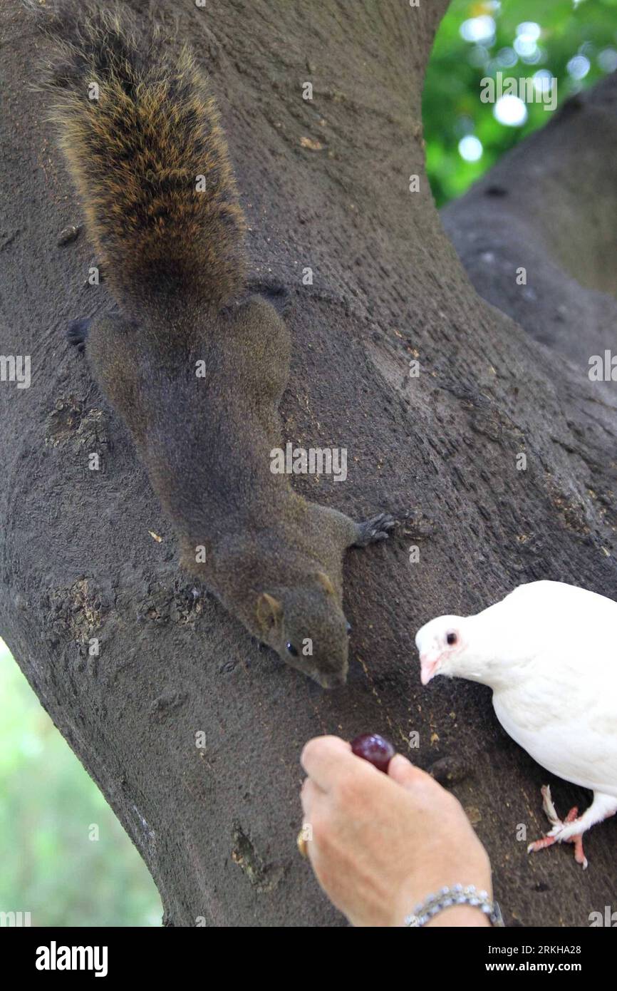 Red squirrels of china hi-res stock photography and images - Alamy