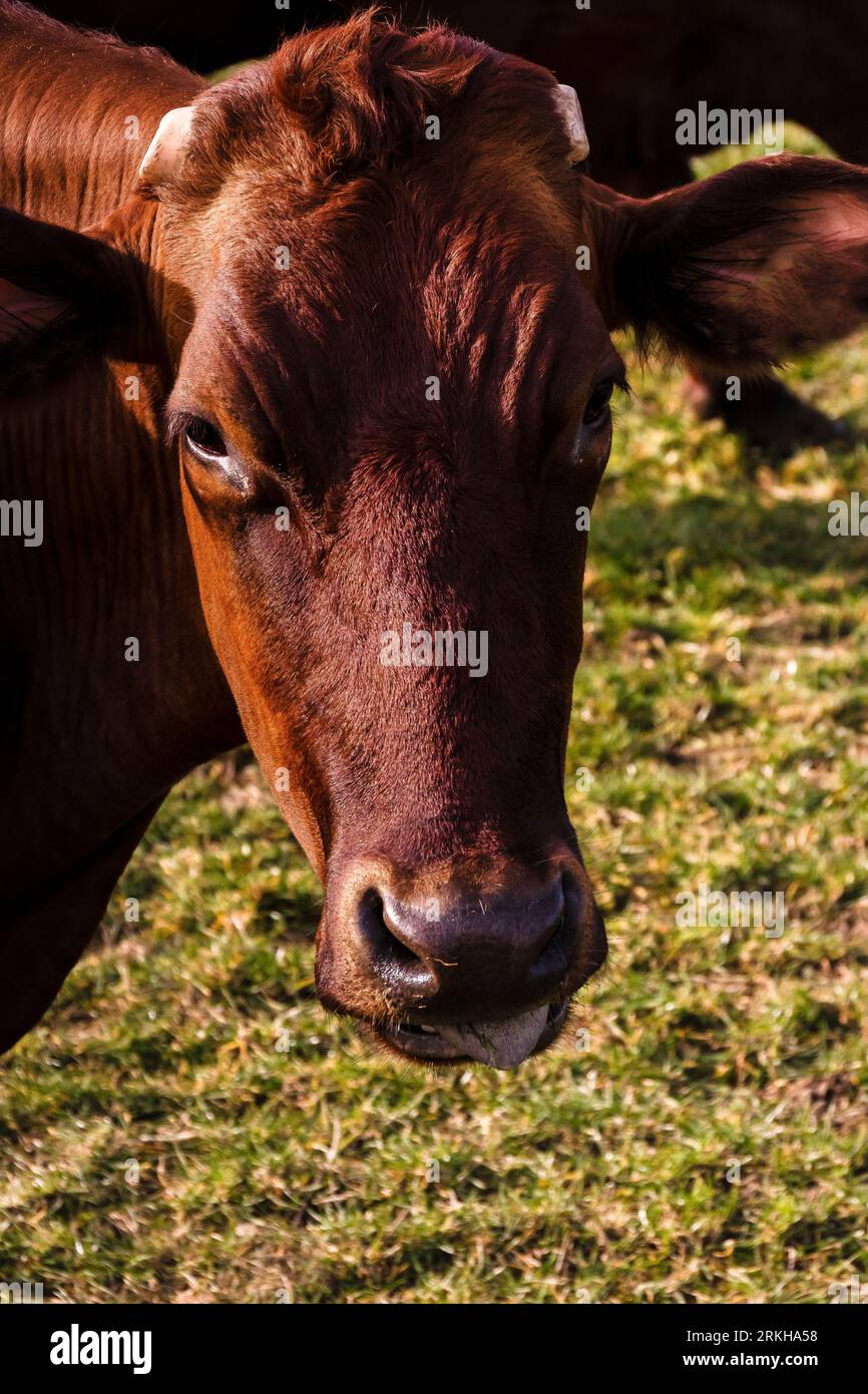 Cow with horns hi-res stock photography and images - Alamy