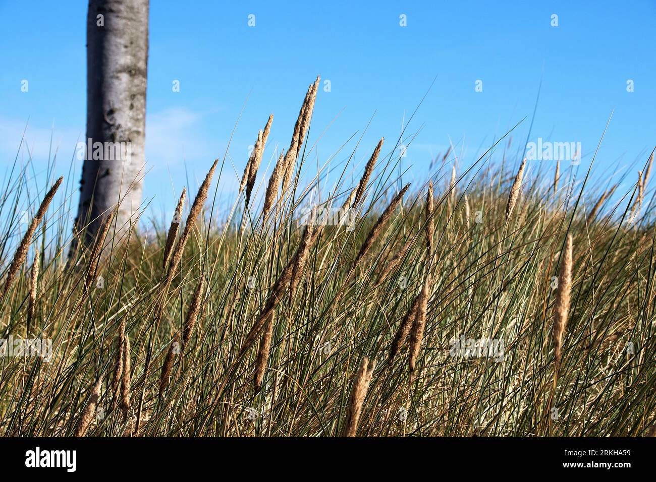A peaceful beach landscape featuring beach grass growing on a west ...