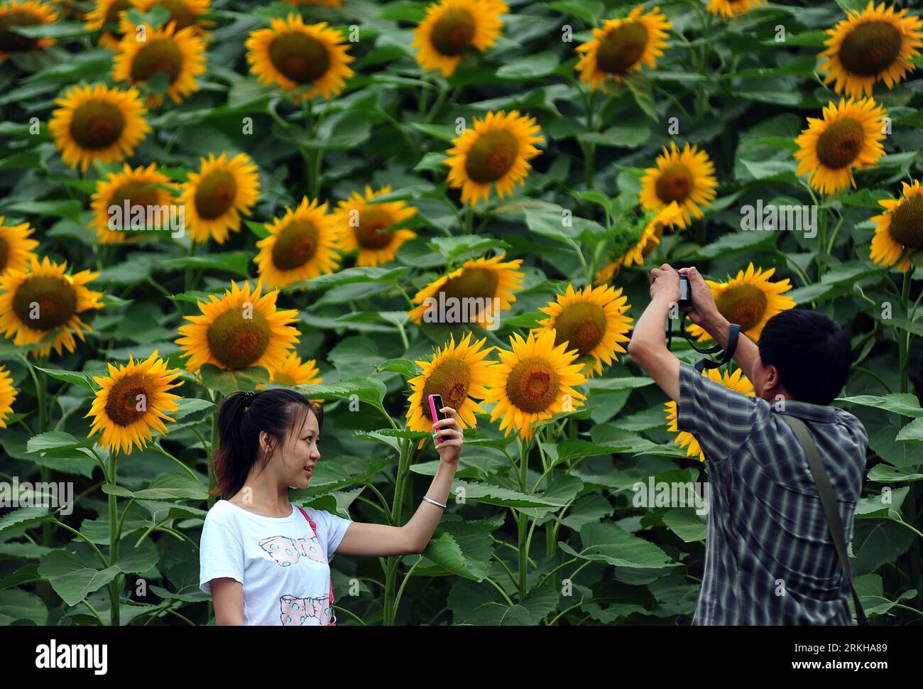 Sunflower 1 meters hi-res stock photography and images - Alamy