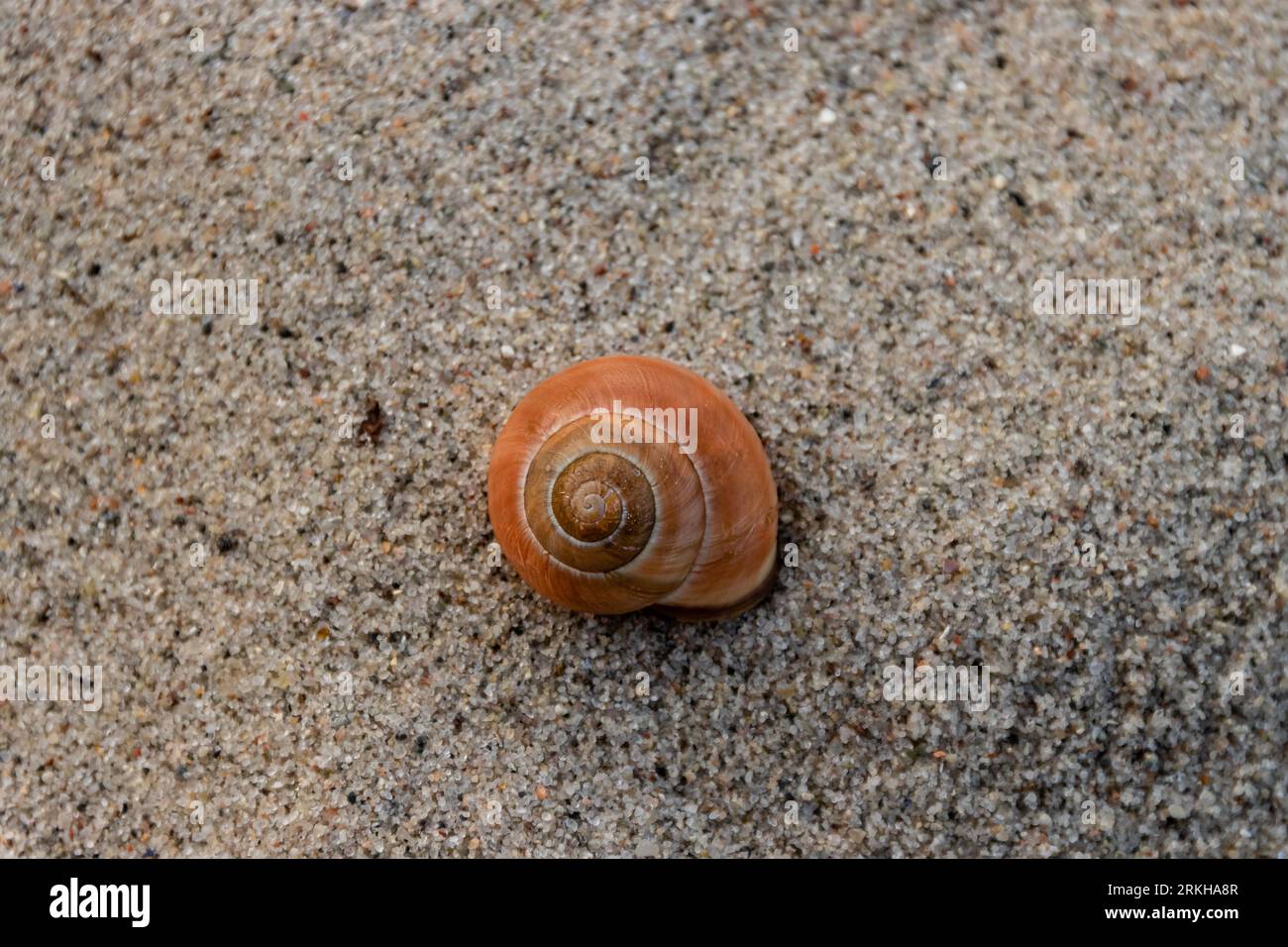 A close-up image of an amber-colored snail shell lying on a bed of sand ...