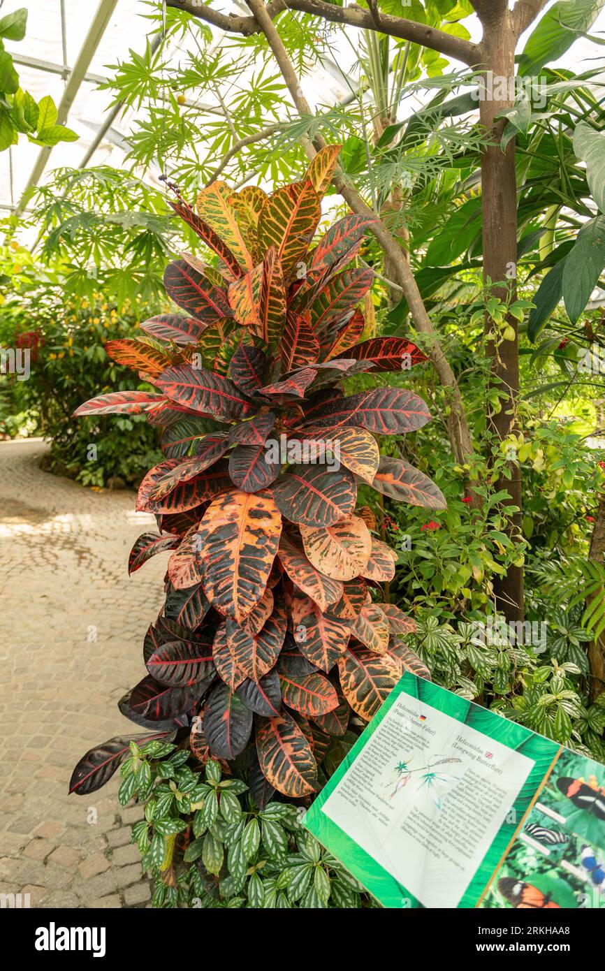 Codiaeum veriegatum hi-res stock photography and images - Alamy