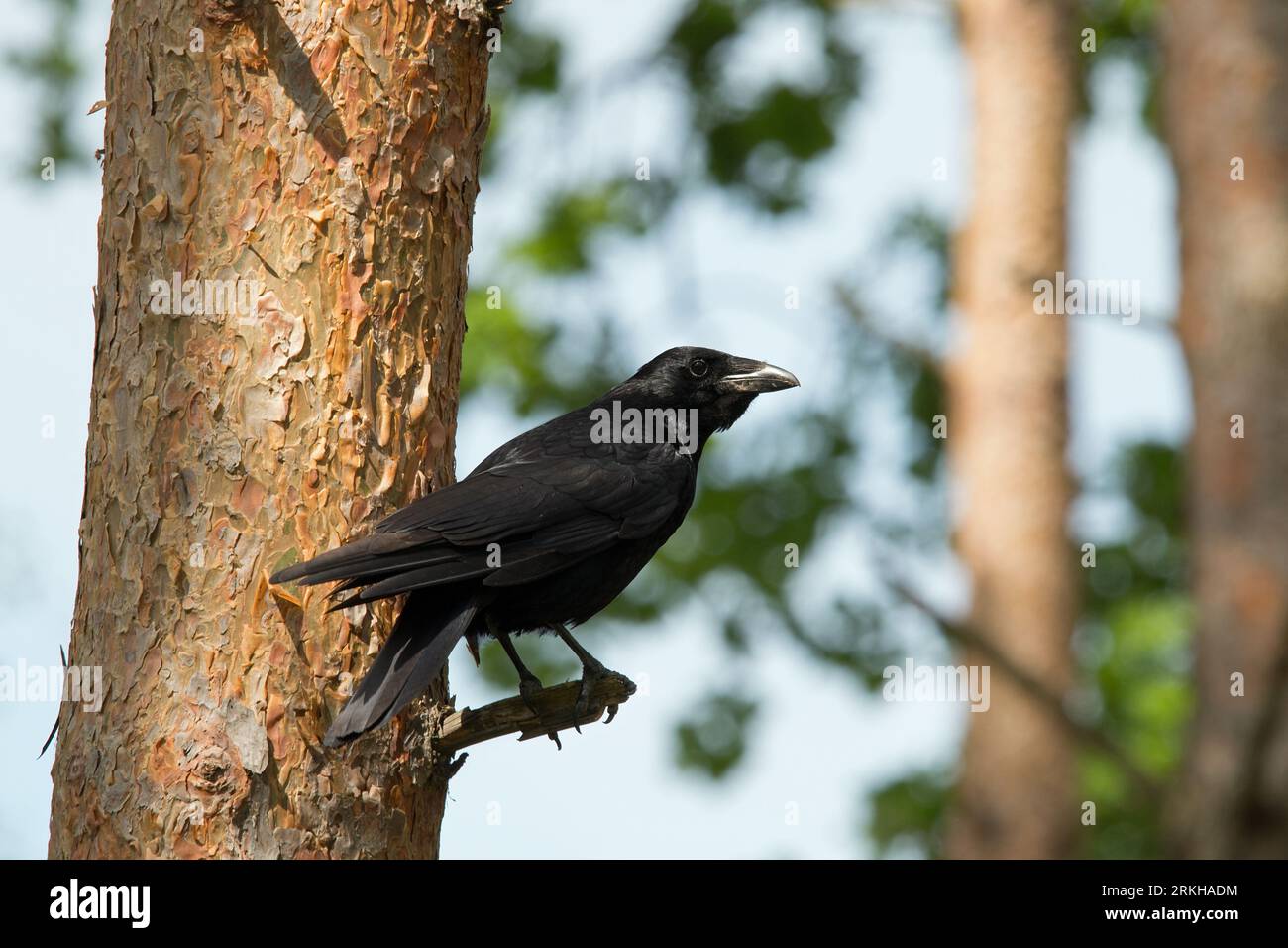 Crow flapping wings hi-res stock photography and images - Alamy
