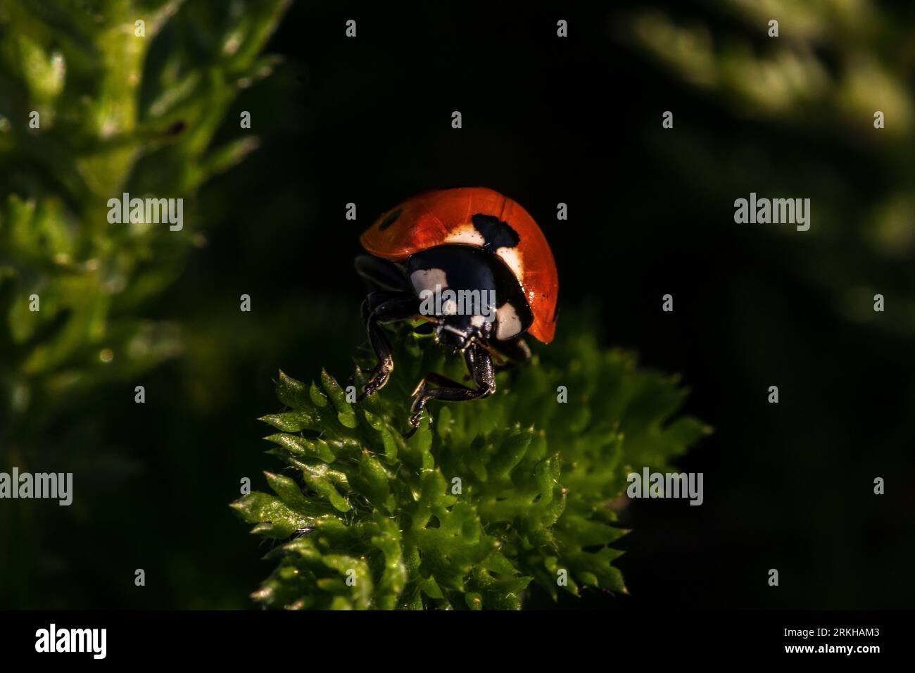 A red and black spotted ladybird perched on top of lush green foliage ...