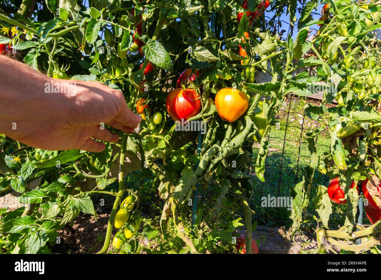 Chemical-free outdoor tomato production in rural garden, Hungary Stock ...