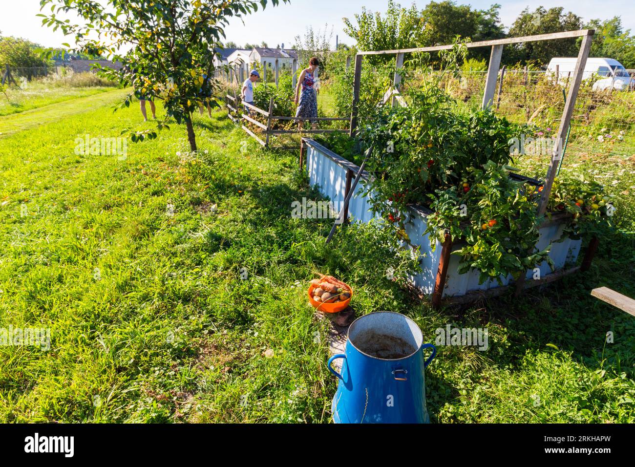 Chemical-free outdoor vegetable production in rural garden, Hungary ...