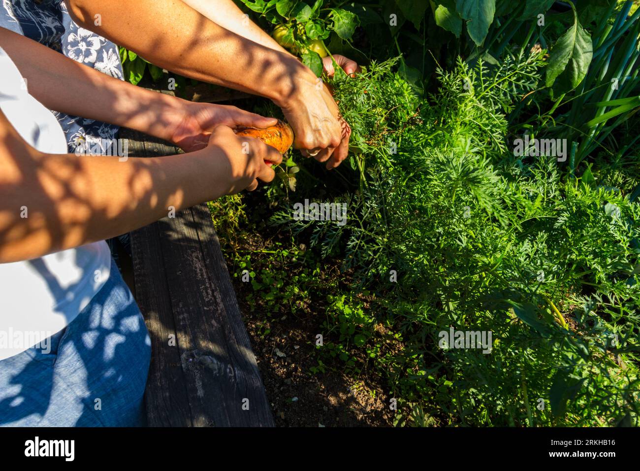 Child pulling out carrot produced in chemical-free outdoor vegetable ...