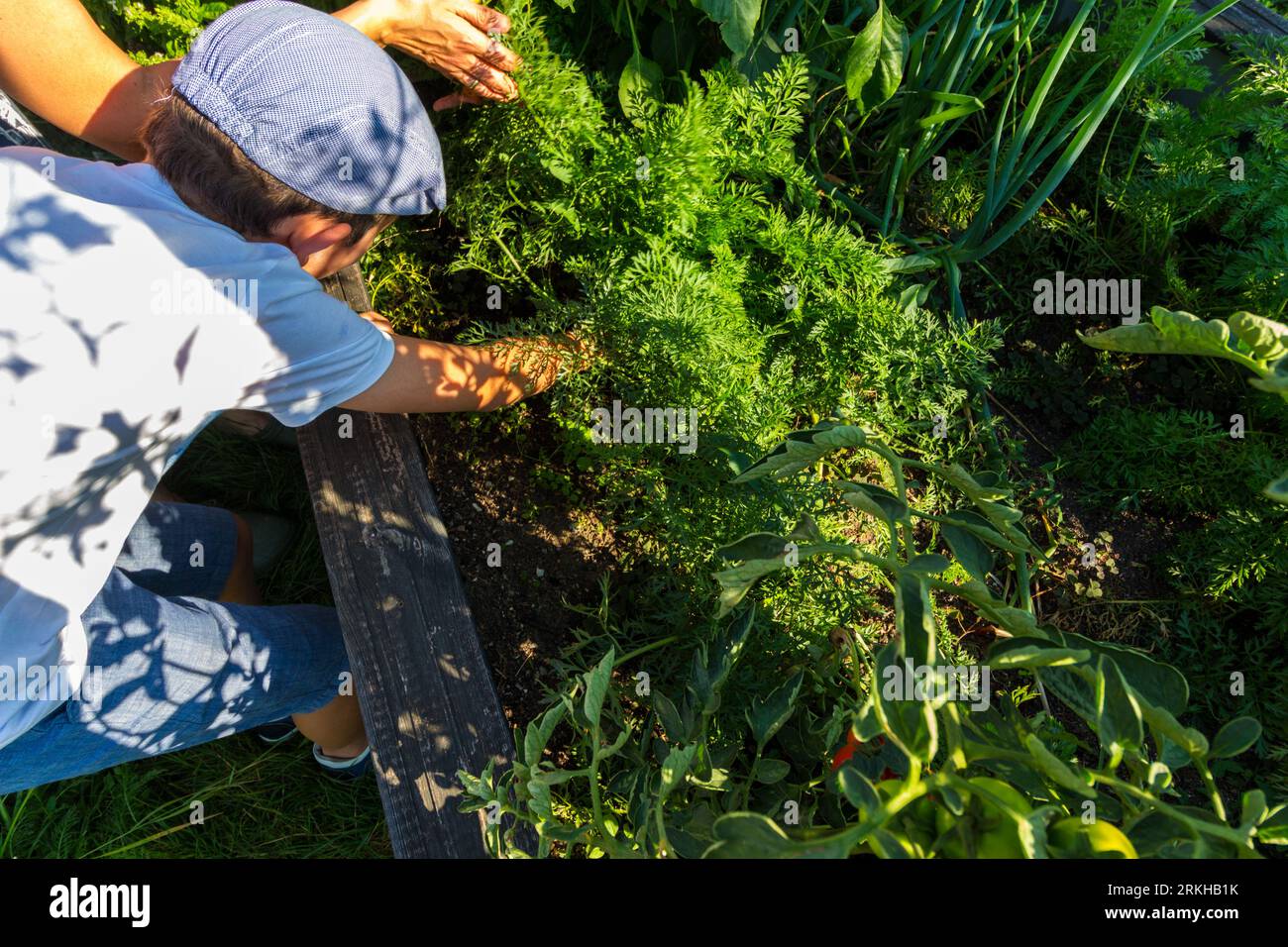 Child pulling out carrot produced in chemical-free outdoor vegetable ...