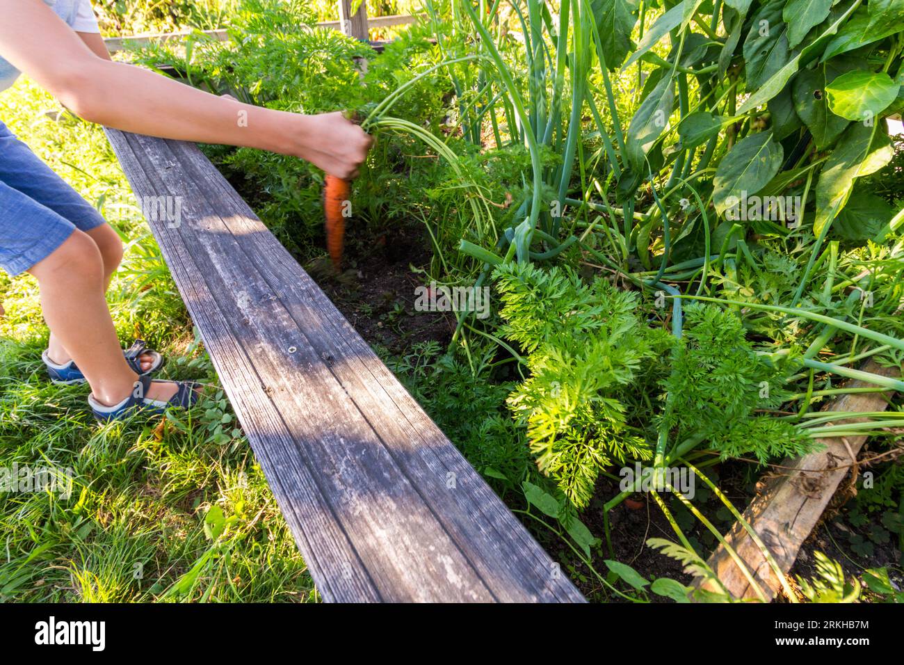 Child pulling out carrot produced in chemical-free outdoor vegetable ...
