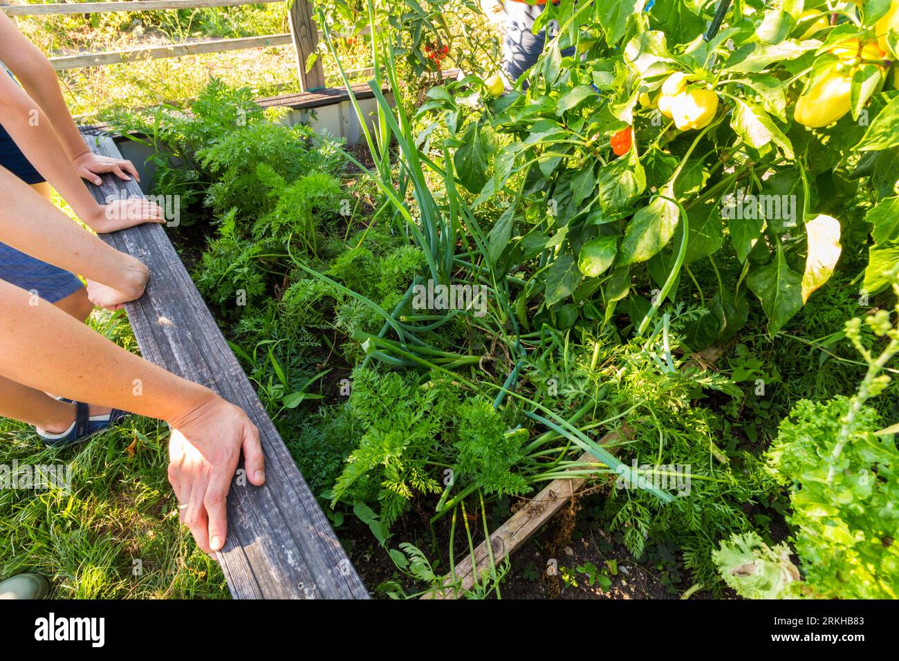 Chemical-free outdoor carrot and paprika production in rural garden ...