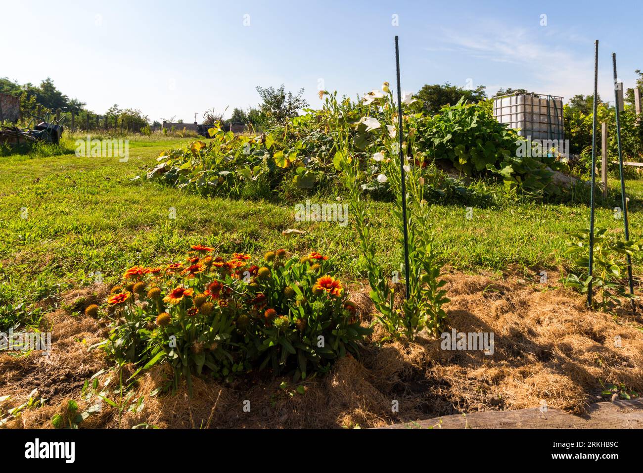 Chemical-free outdoor vegetable production in rural garden, Hungary ...