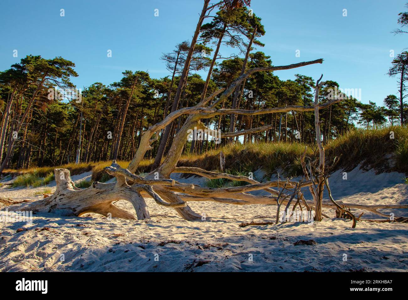 A withered, barren tree stands on the sandy shore of a west-facing ...