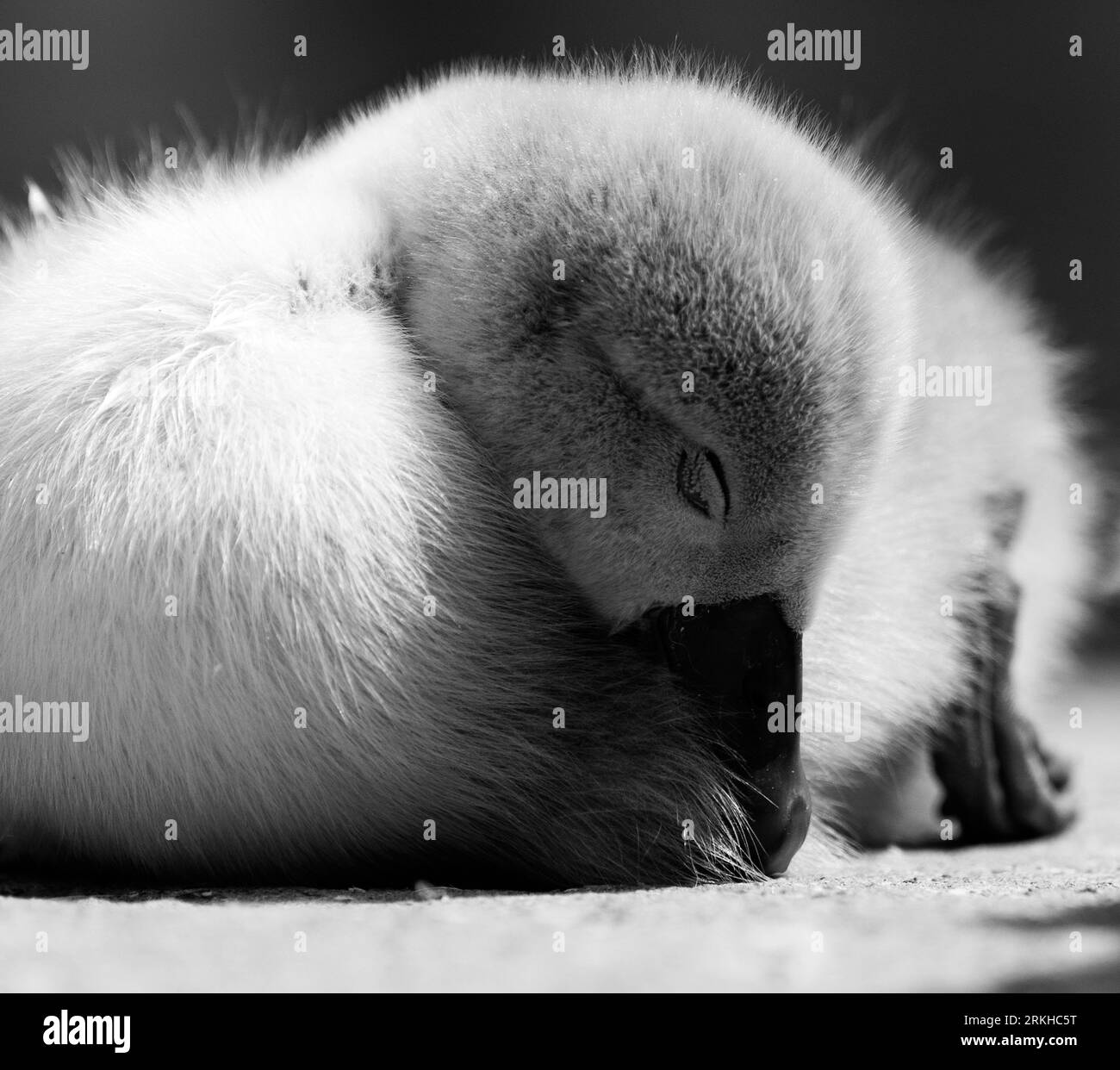 Cygnet standing Black and White Stock Photos & Images - Alamy
