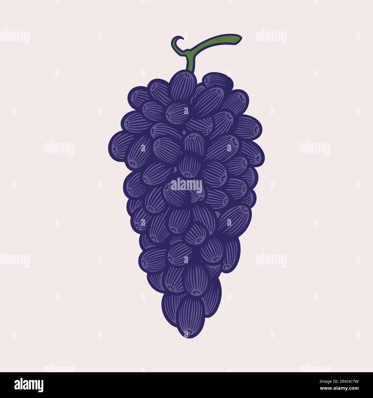 Vector sketch illustration grape bunches. Colored purple grapes hand ...